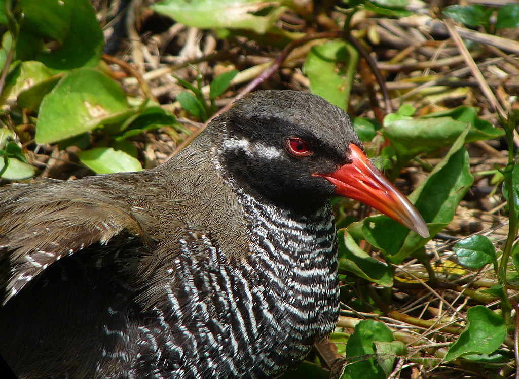 Northern Okinawa including Yanbaru | Japan Nature Guides