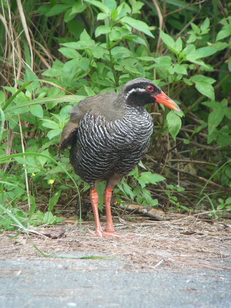 Northern Okinawa including Yanbaru | Japan Nature Guides