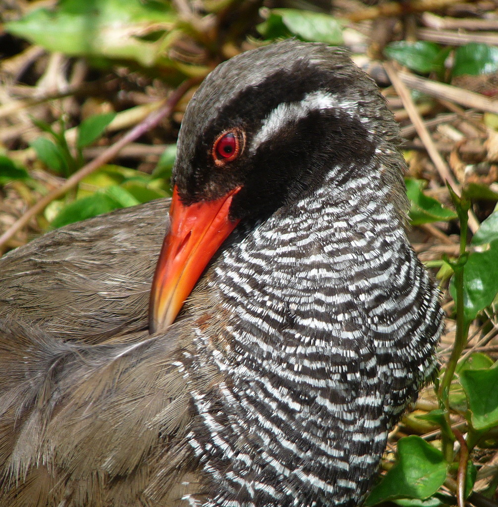 Northern Okinawa including Yanbaru | Japan Nature Guides