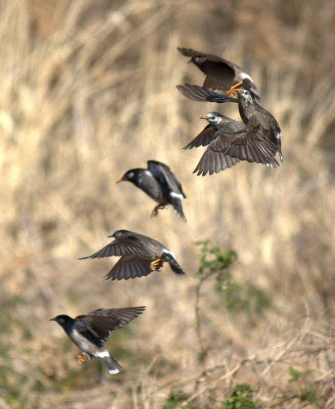 Tokyo: The City Area | Japan Nature Guides