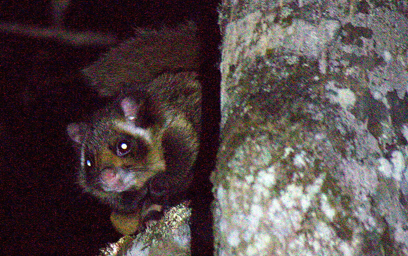 Nagano Prefecture | Japan Nature Guides